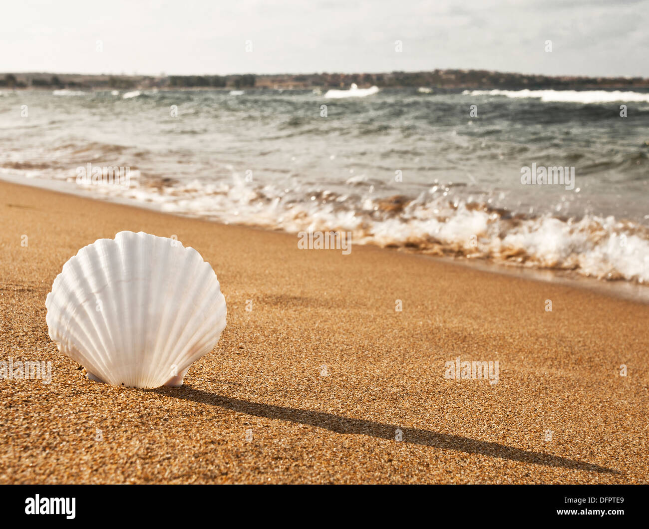 A white shell on the beach water front Stock Photo - Alamy
