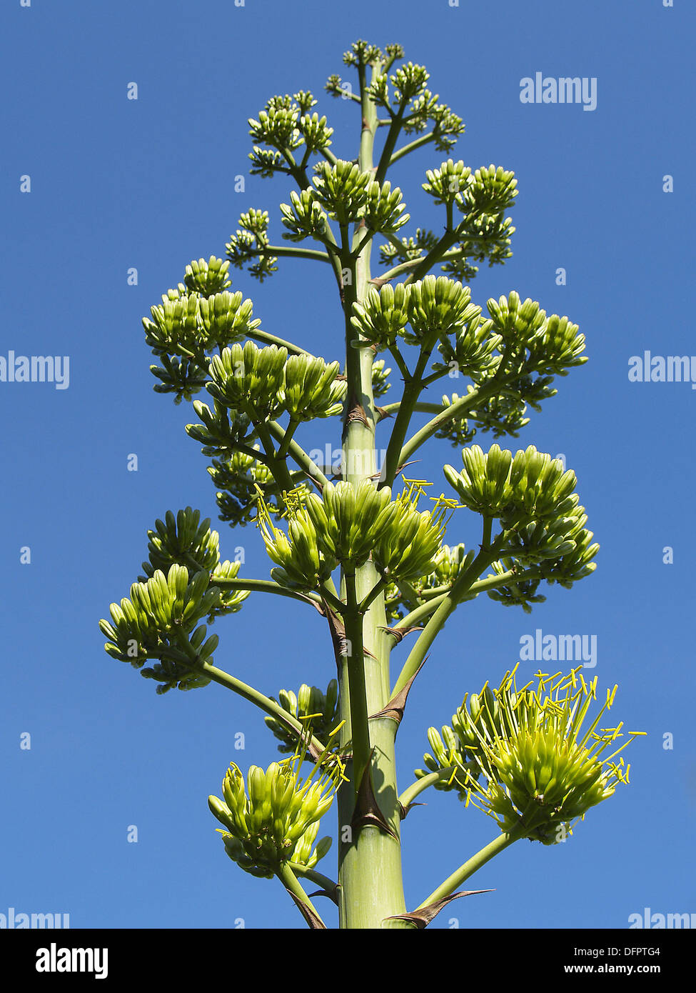 Agave worm hi-res stock photography and images - Alamy