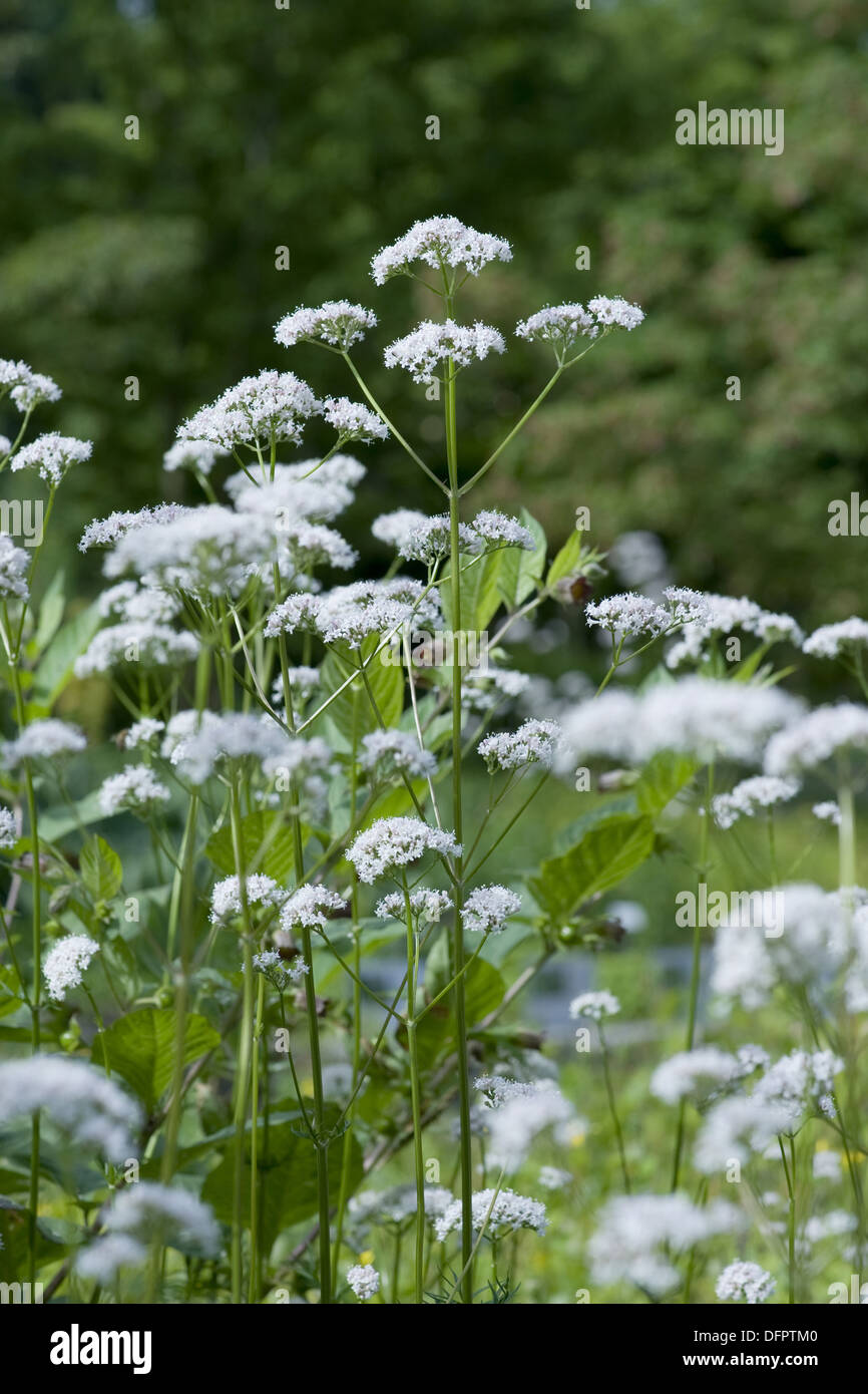 Valerians Stock Photos & Valerians Stock Images - Alamy