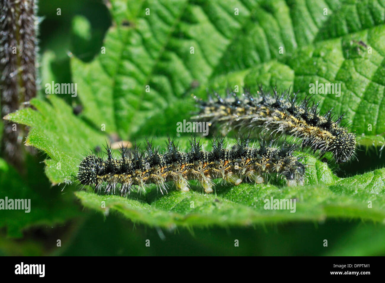 Small Tortoiseshell Butterfly - Aglais urticae Caterpillar on Nettle ...