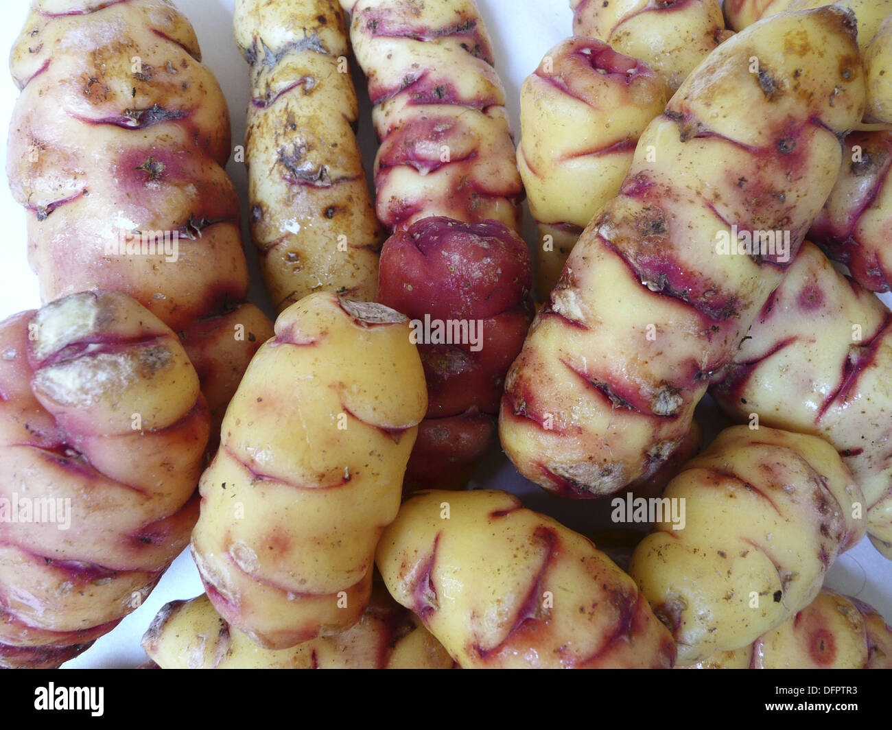 Peru native potato not indigenous hi-res stock photography and images ...