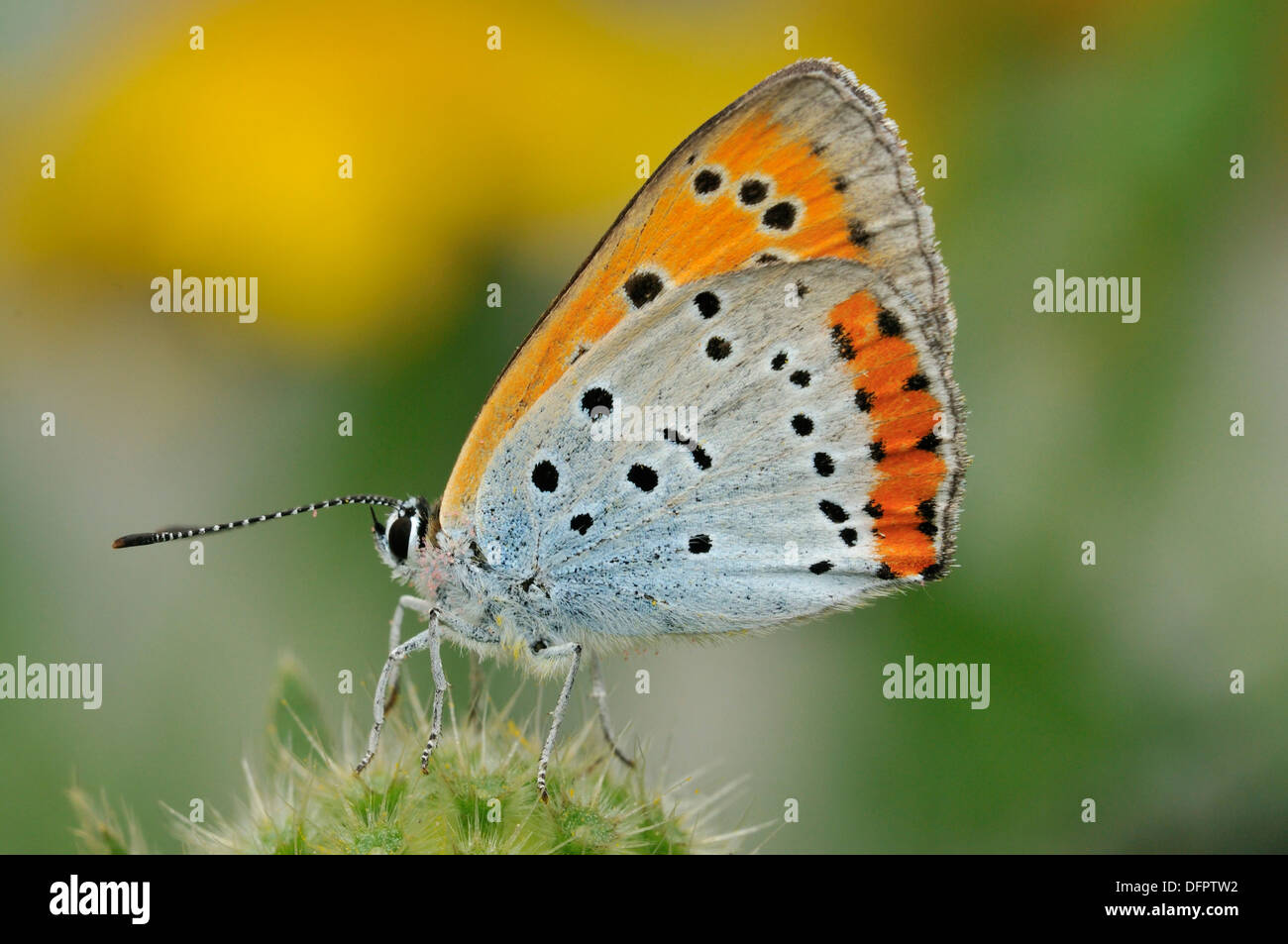 Large Copper Butterfly - Lycaena dispar Stock Photo - Alamy
