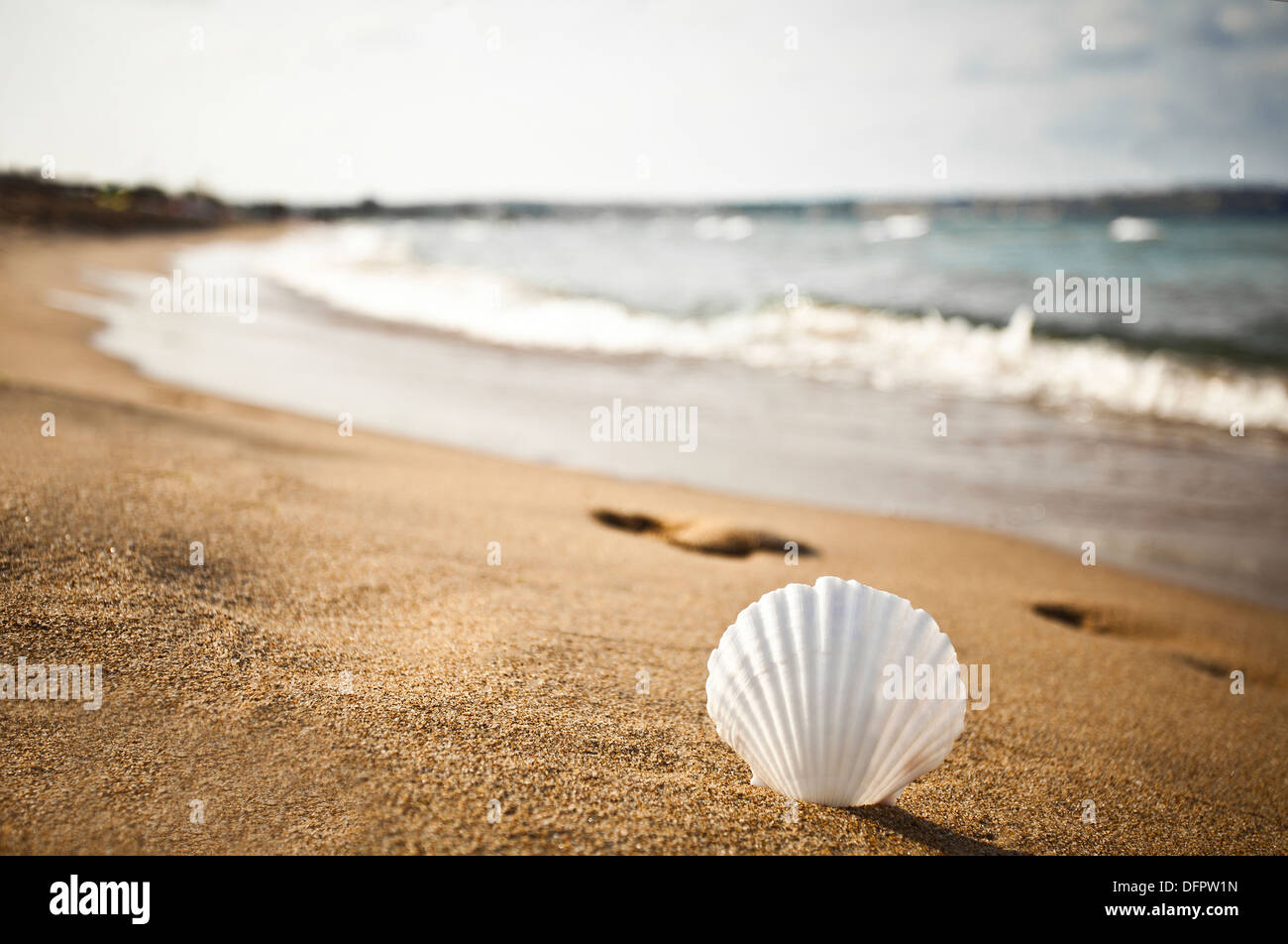 A white shell on the beach water front Stock Photo - Alamy