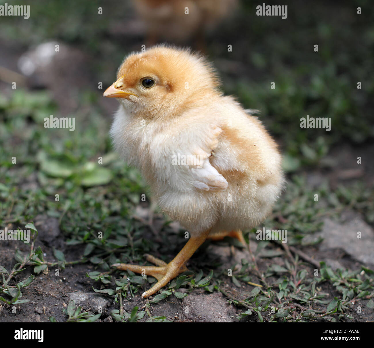 Chicken bird pattern hi-res stock photography and images - Alamy