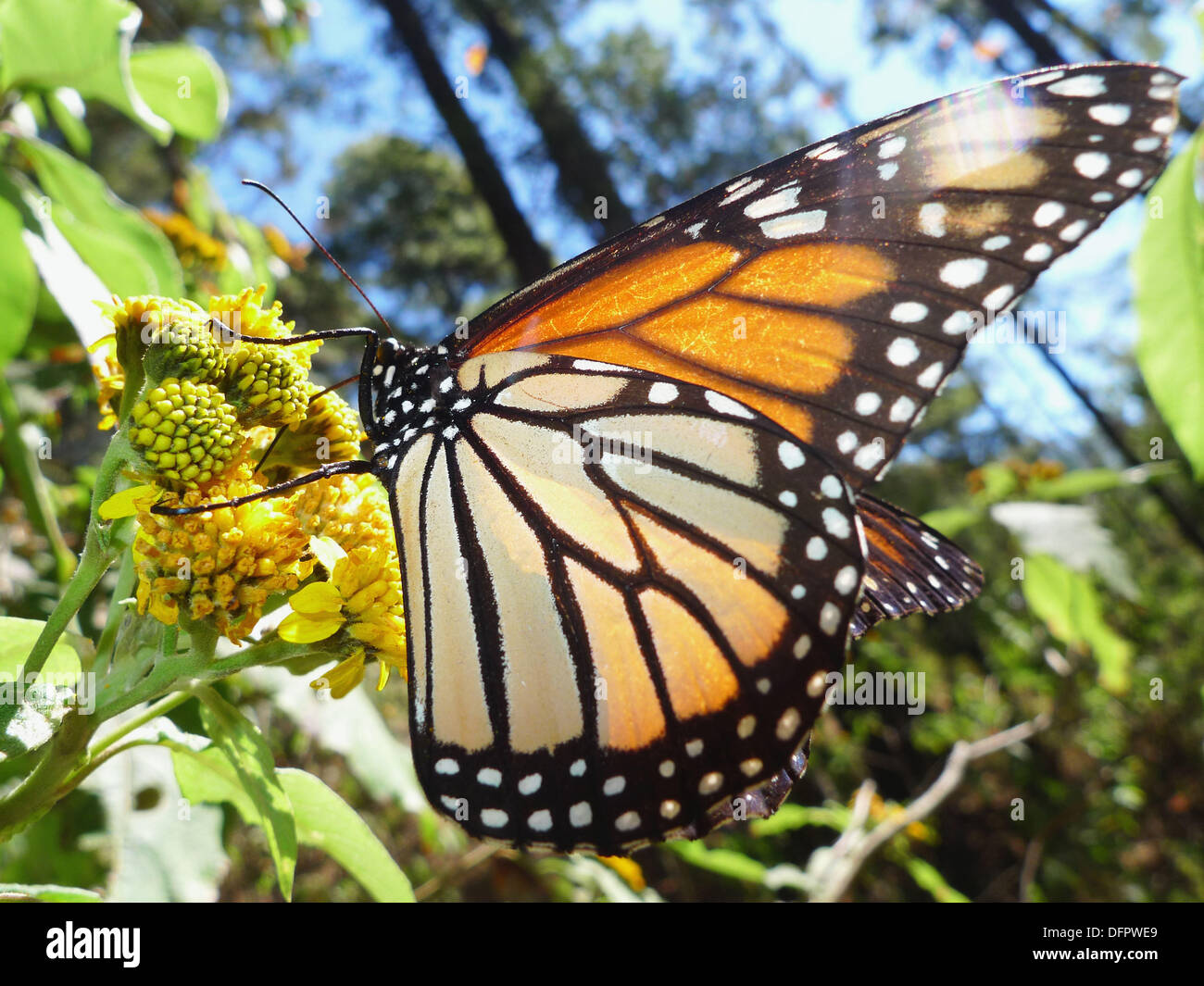 Monarch butterfly mariposa monarca danaus plexippus hi-res stock ...