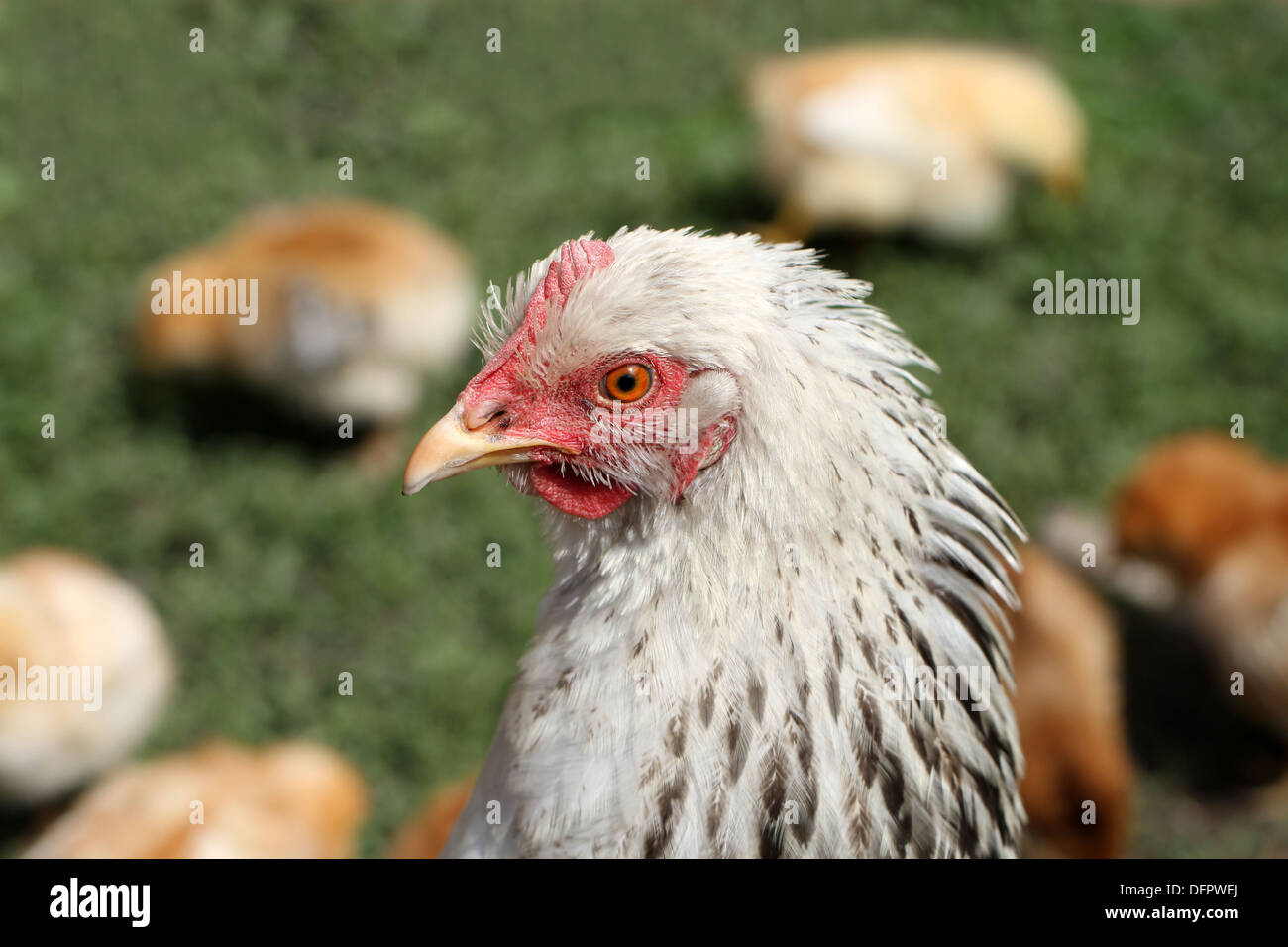 Yellow hen hi-res stock photography and images - Alamy
