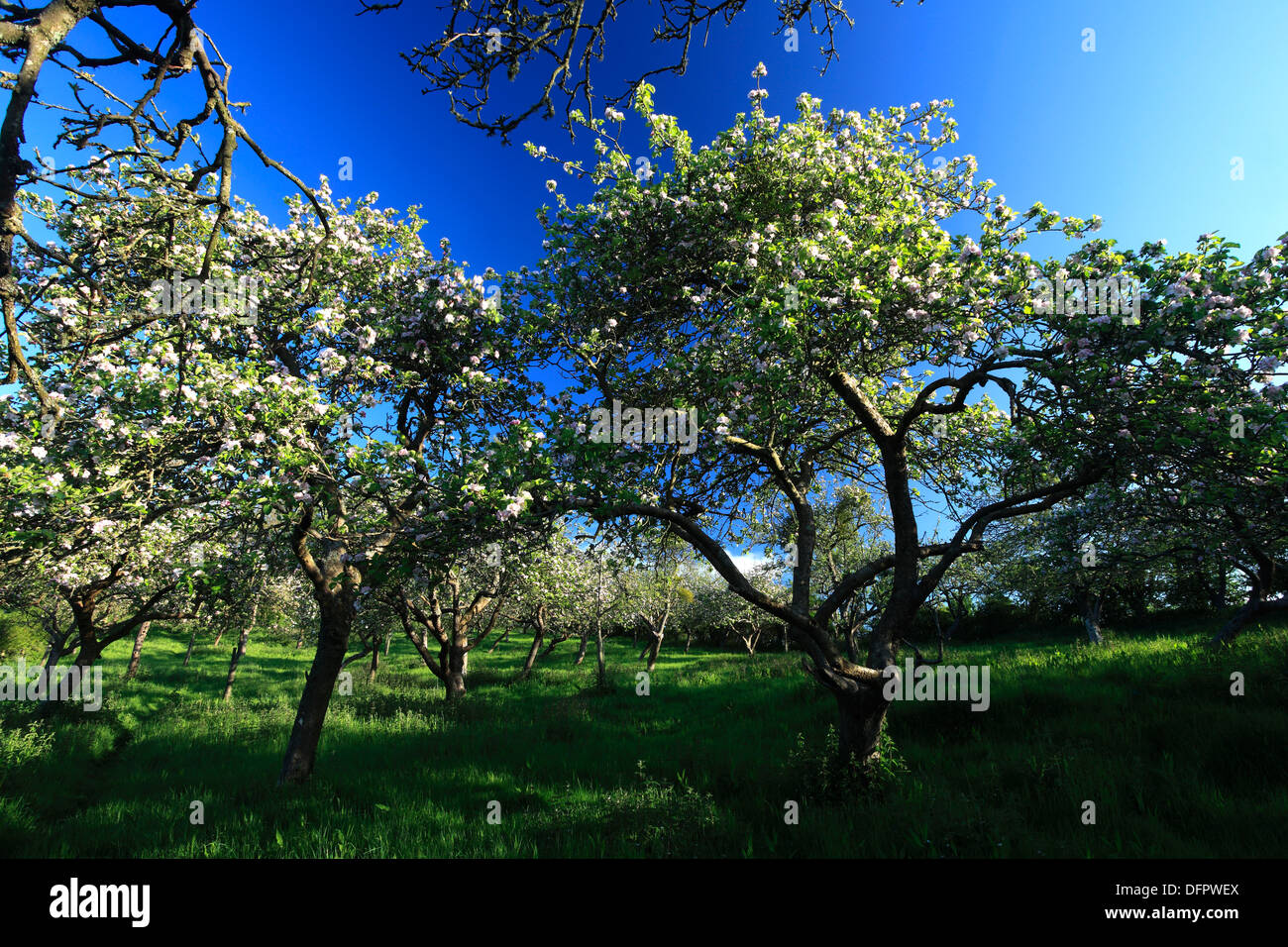 Heritage apple orchard england hi-res stock photography and images - Alamy