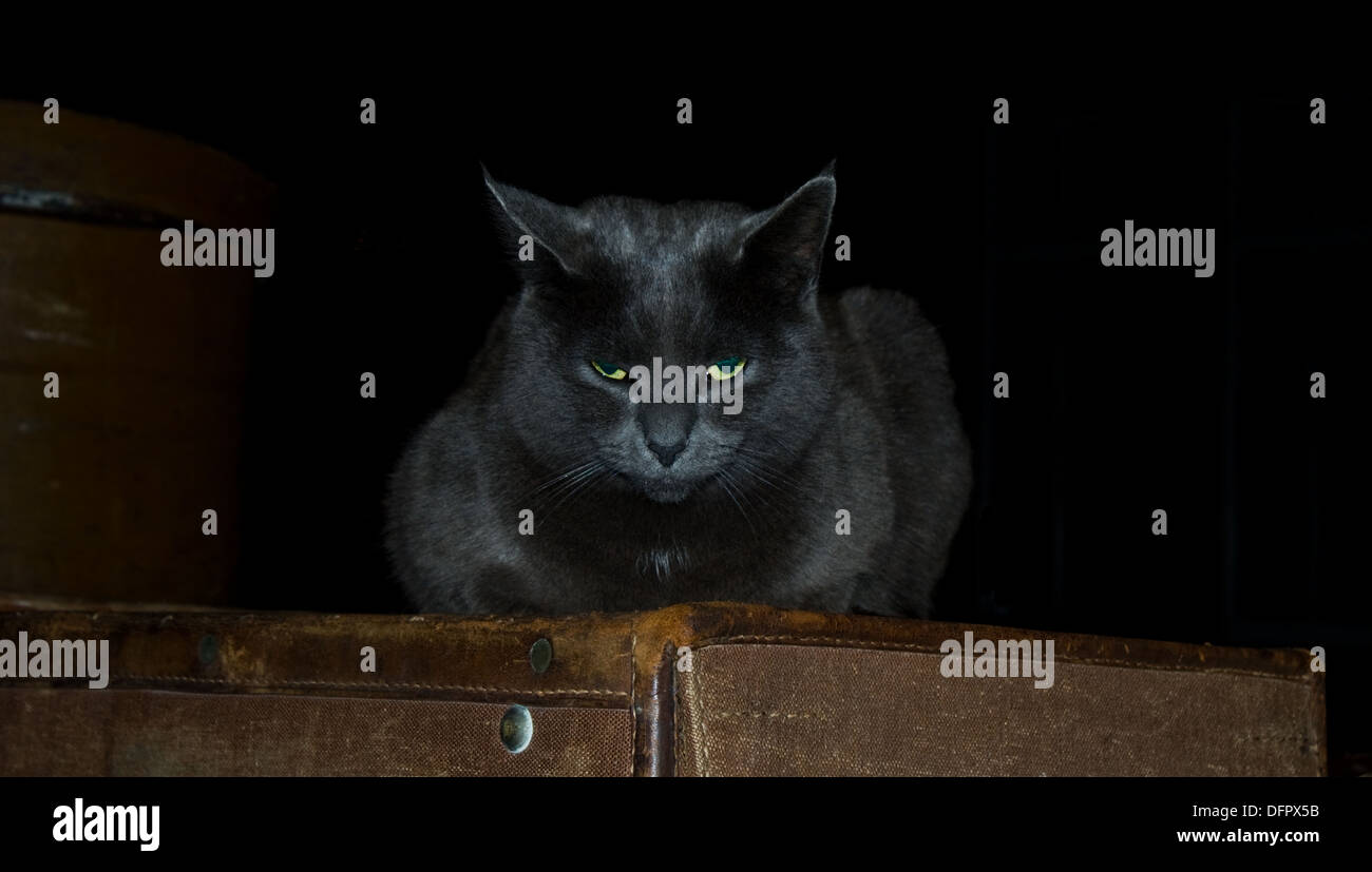 Grey Cat, Evil Cat, Mysterious Cat Stock Photo - Alamy