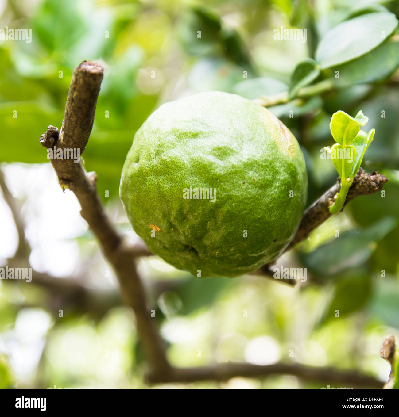 Bergamot tree hi-res stock photography and images - Alamy