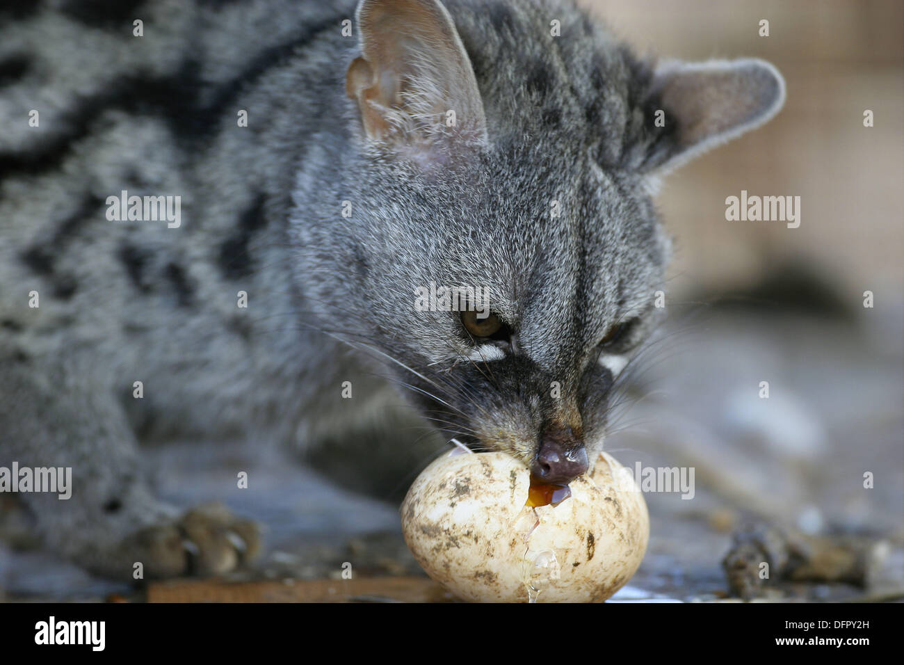 Genetta Cat Full Grown