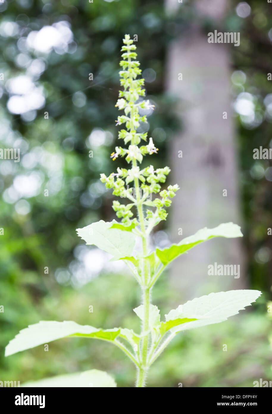 Basil tree hi-res stock photography and images - Alamy