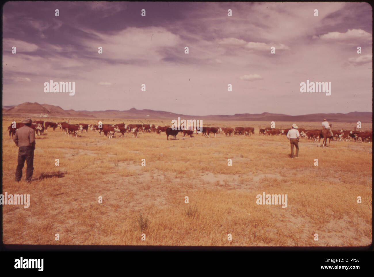 The spring roundup of Paiute-owned cattle begins at the Sutcliffe ...