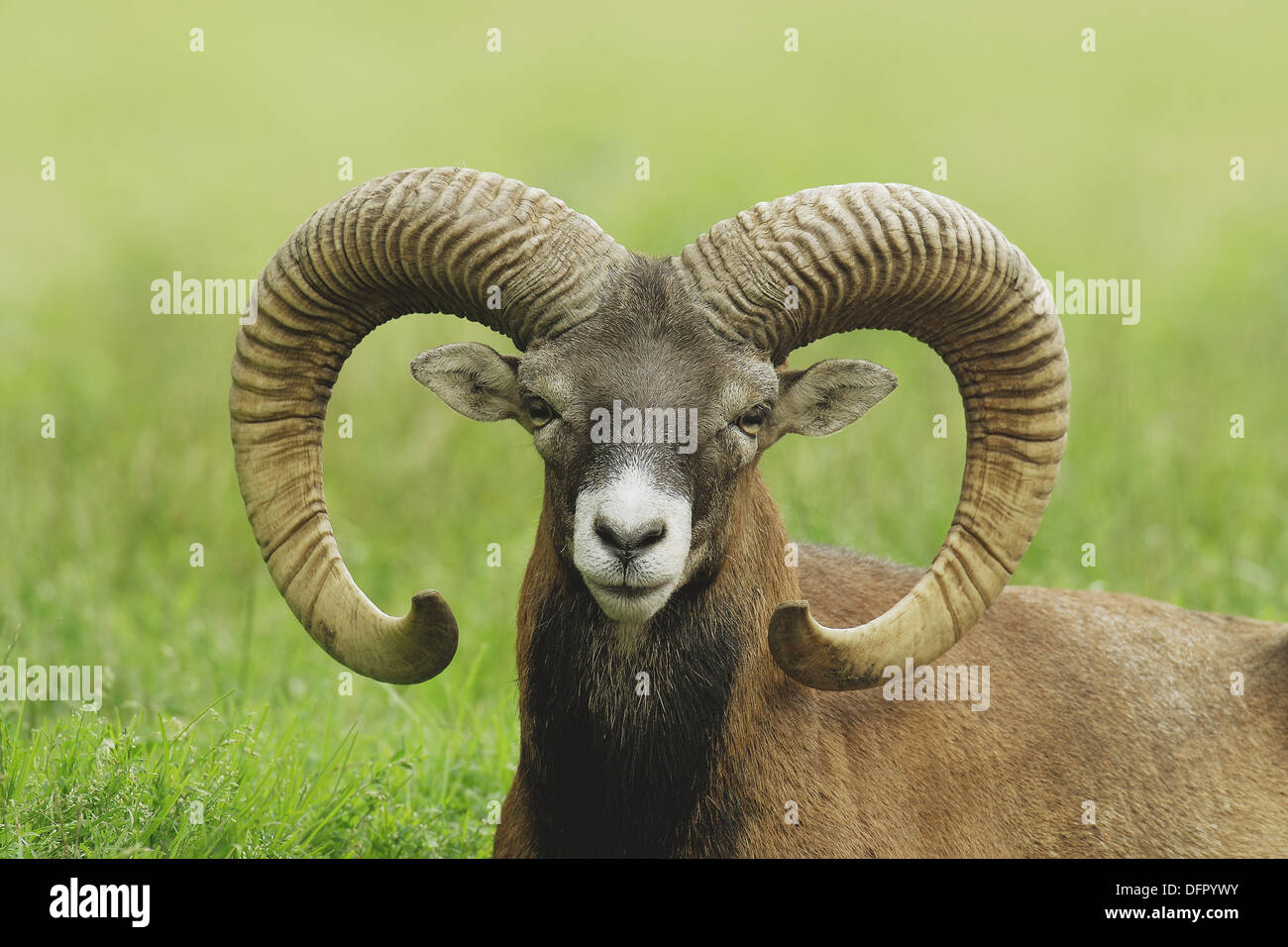 Mufflon Ram Mountain Sheep Ovis High Resolution Stock Photography and ...