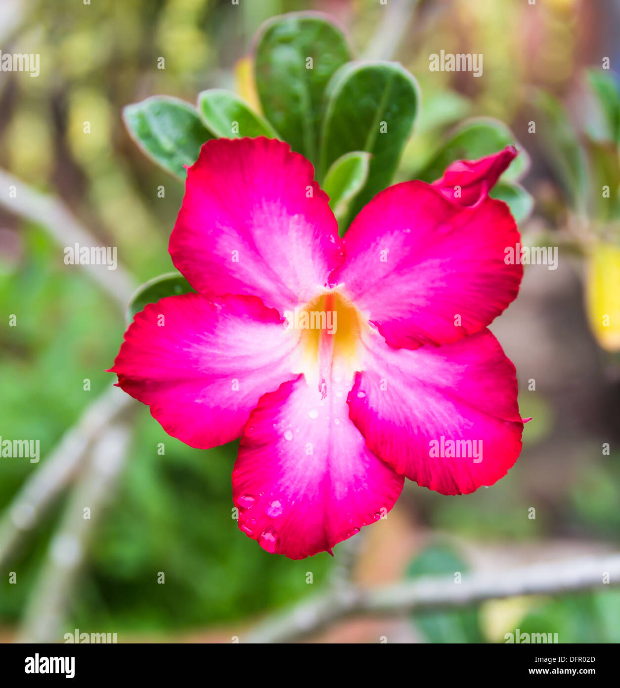 Red adenium flowers hi-res stock photography and images - Alamy