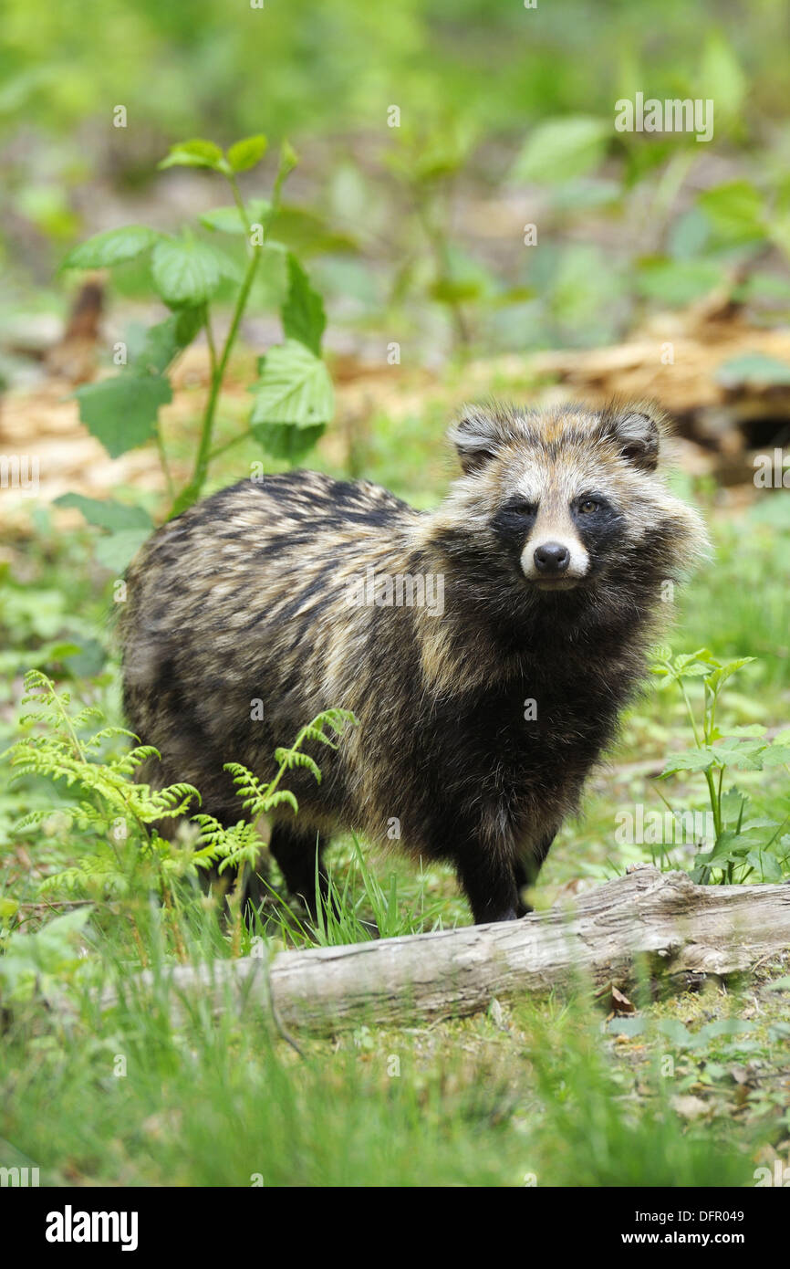 Image Raccoon Dog High Resolution Stock Photography and Images - Alamy