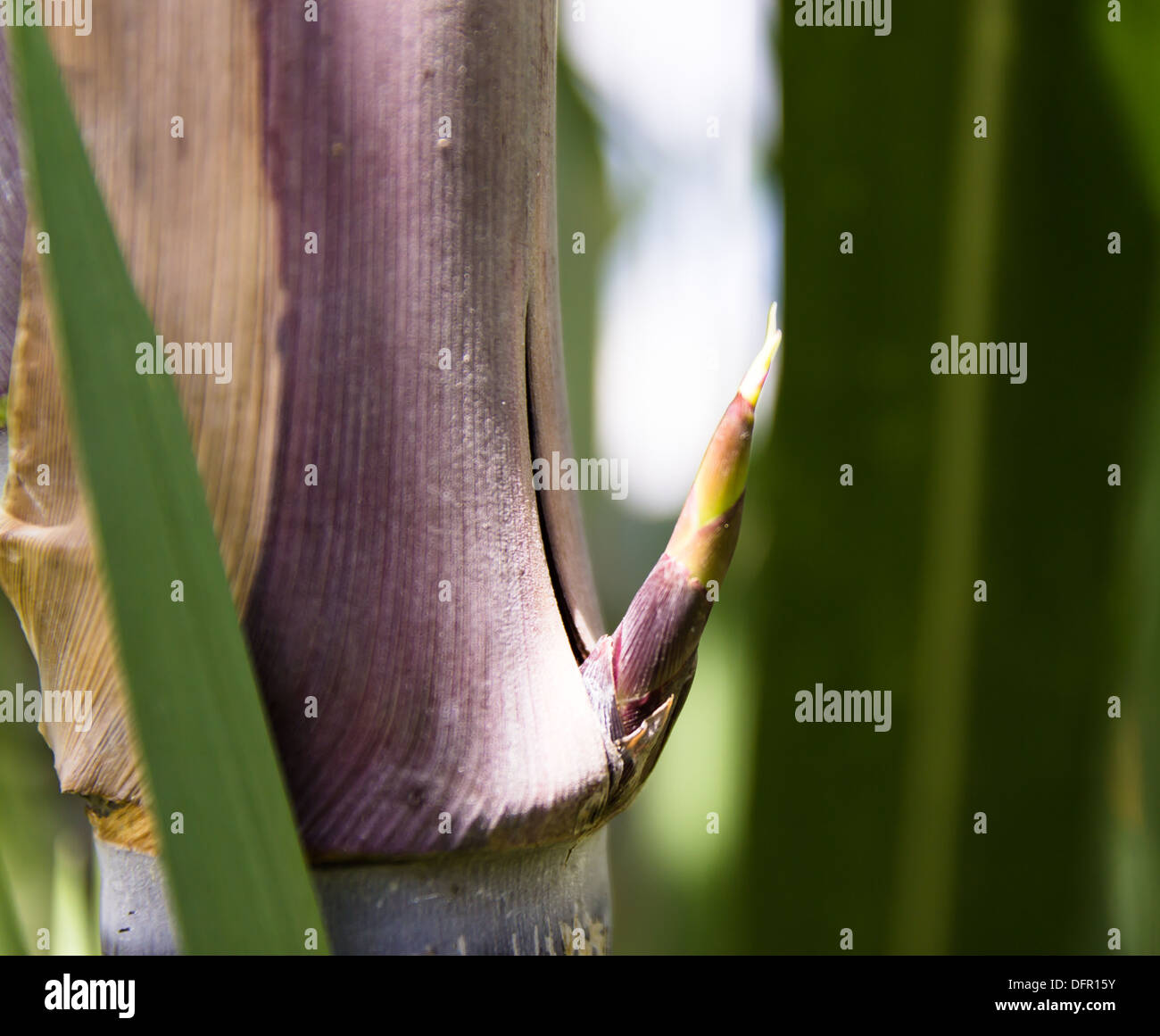 Cane shoots hi-res stock photography and images - Alamy