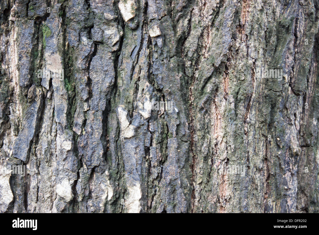 Tree Bark. Detailed.Texture effect. Background Stock Photo - Alamy