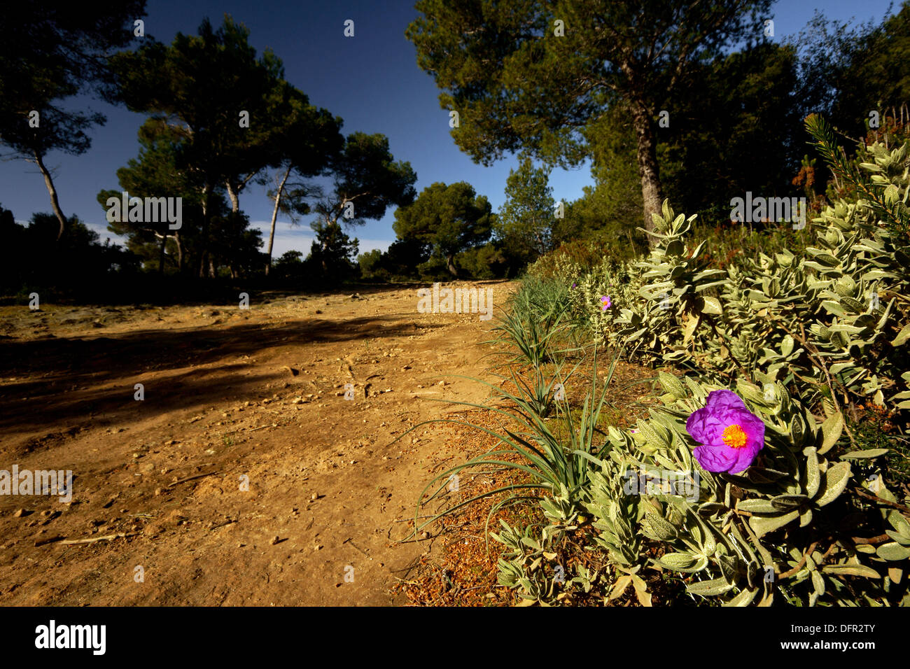 Rock Rose (Cistus albidus), Cami de Cavalls path, Minorca. Balearic ...
