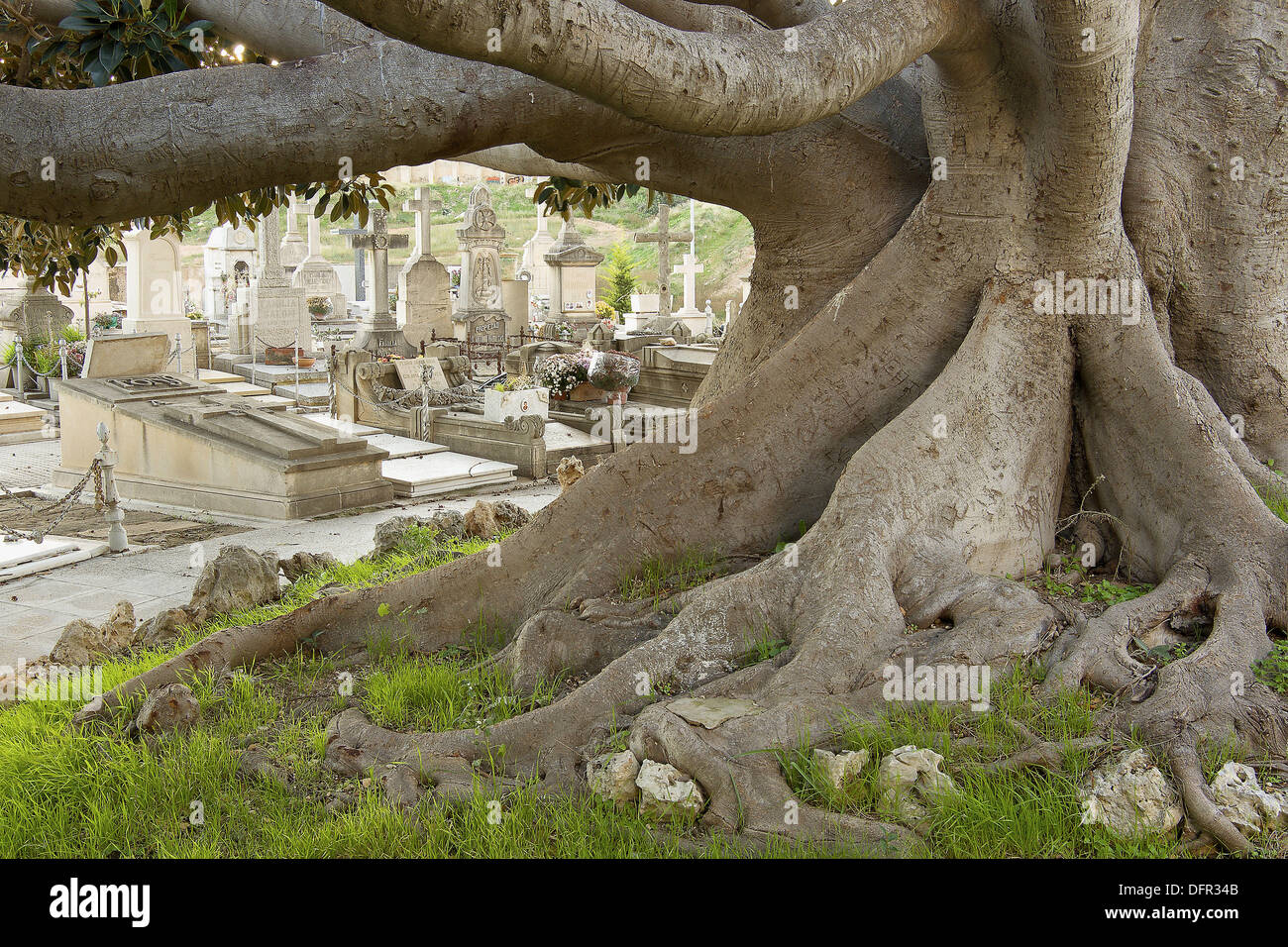 Cemetery in palma hi-res stock photography and images - Alamy