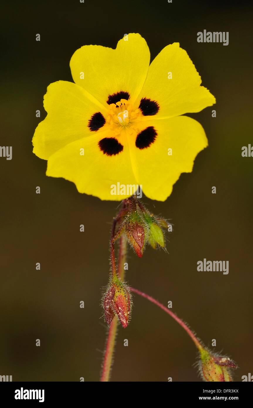 Tuberaria Guttata Flower High Resolution Stock Photography and Images ...
