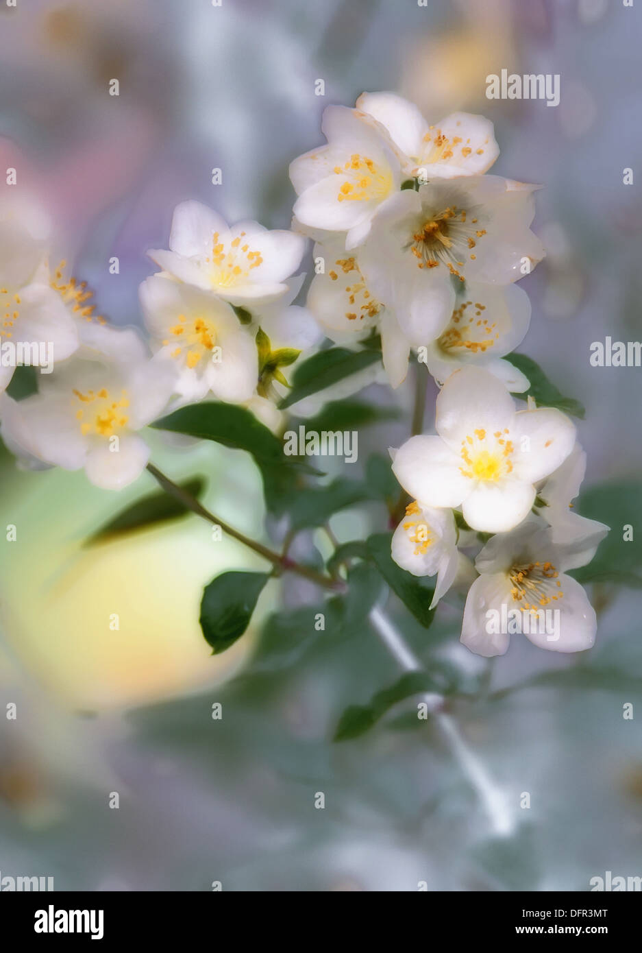 Philadelphus sp hi-res stock photography and images - Alamy