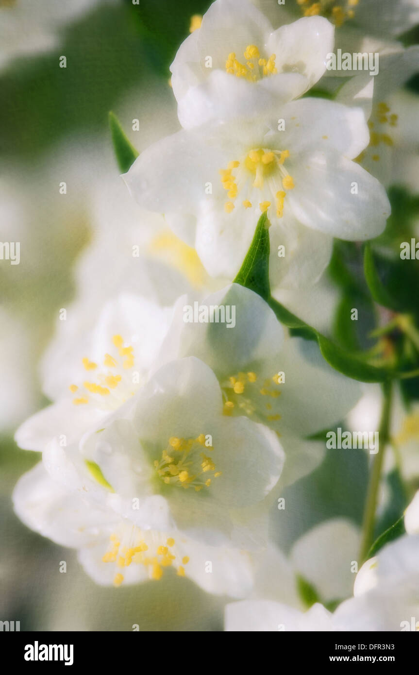 Philadelphus sp hi-res stock photography and images - Alamy
