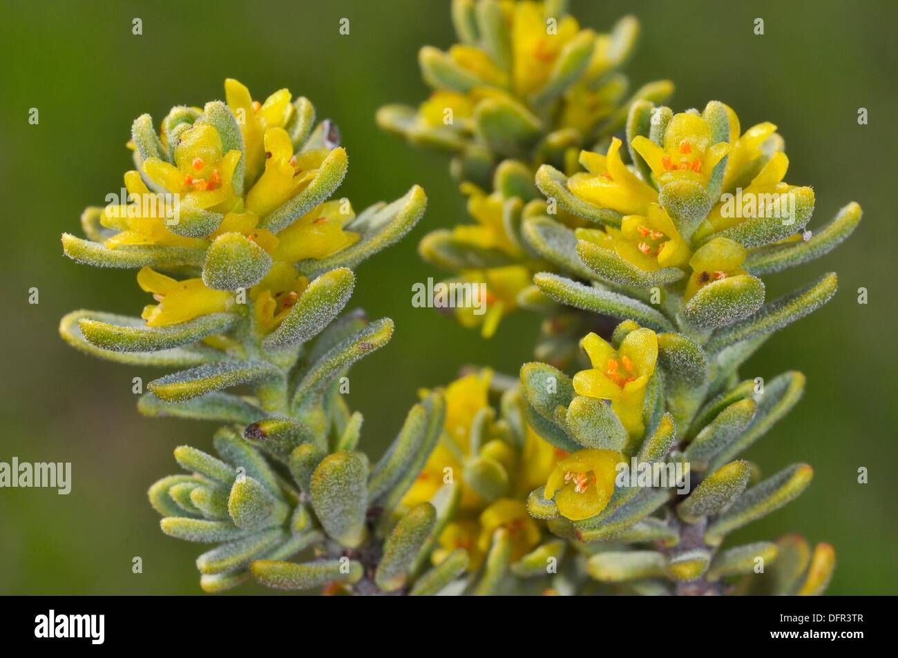 Thymelaea tinctoria hi-res stock photography and images - Alamy