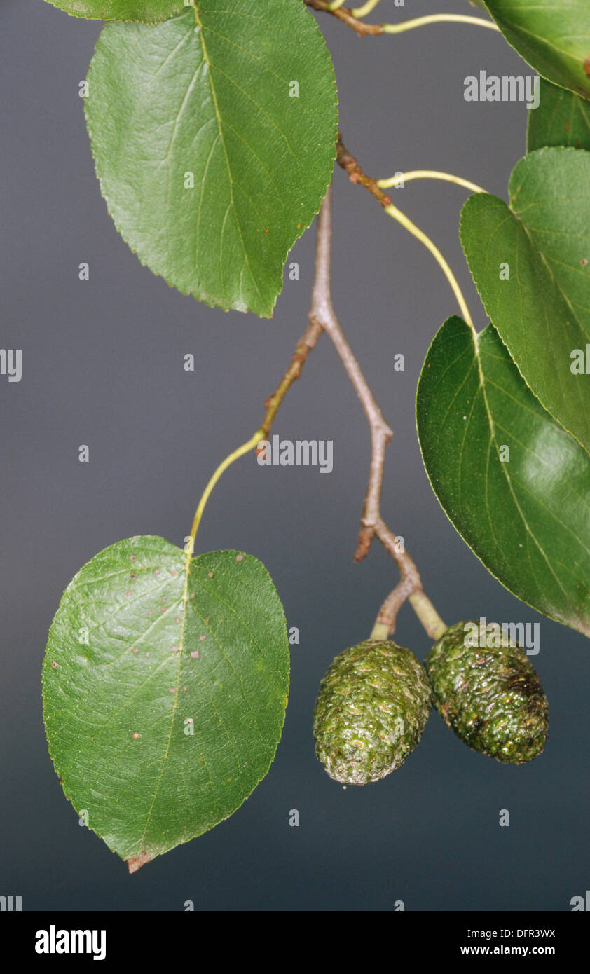 Italian Alder Alnus Cordata High Resolution Stock Photography and ...