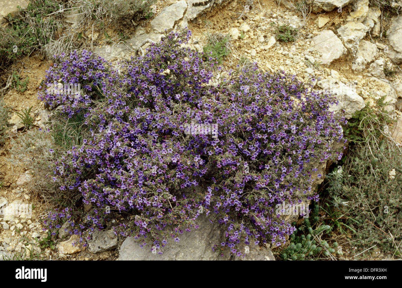Lithodora fruticosa hi-res stock photography and images - Alamy