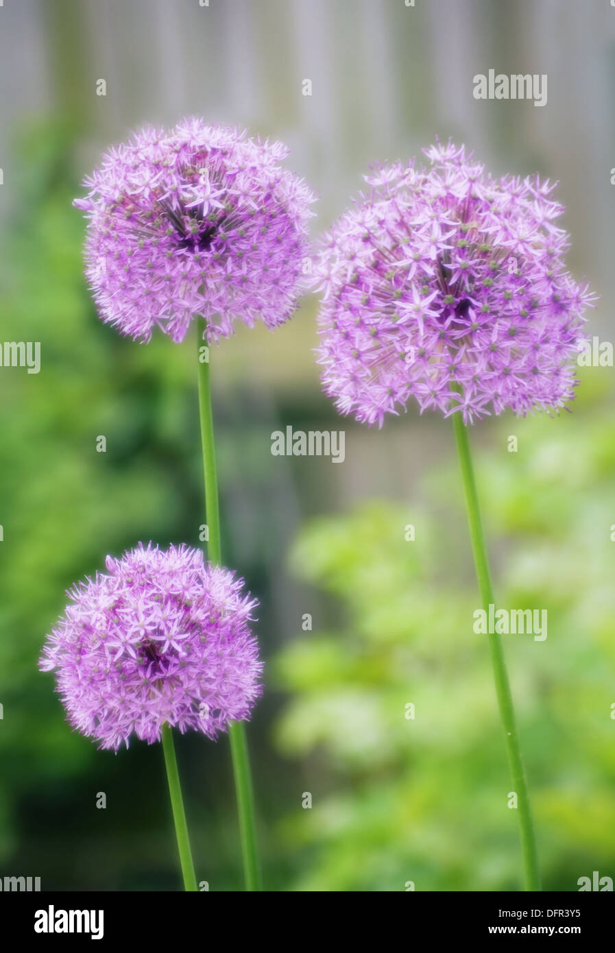 Hybrid allium hi-res stock photography and images - Alamy