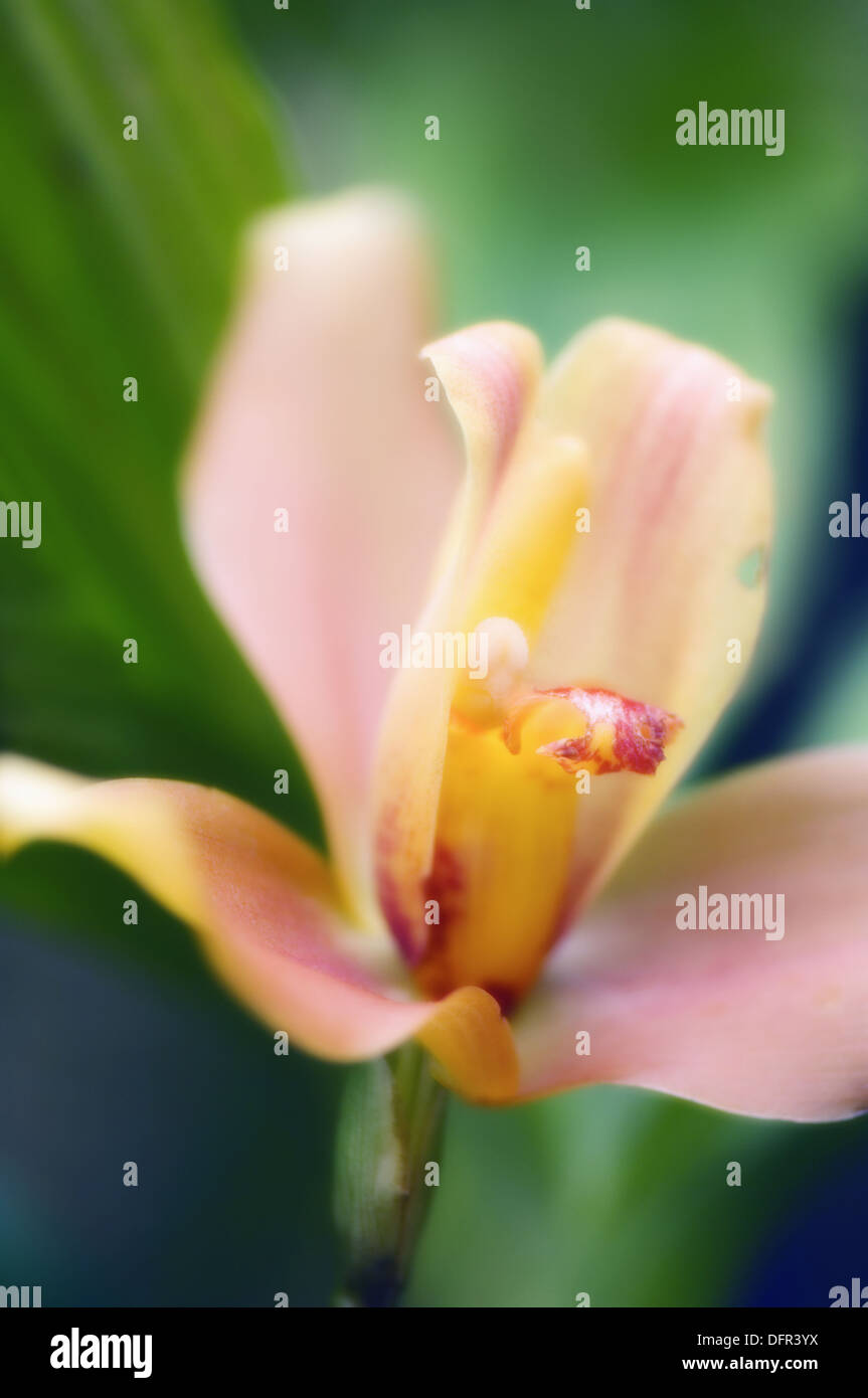 Lycaste hi-res stock photography and images - Alamy