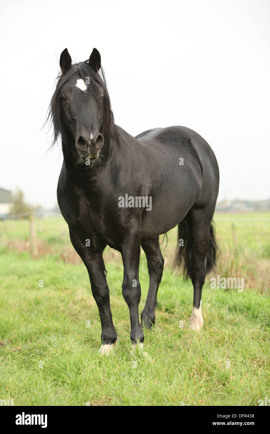 Black welsh cob stallion standing on pasturage Stock Photo - Alamy