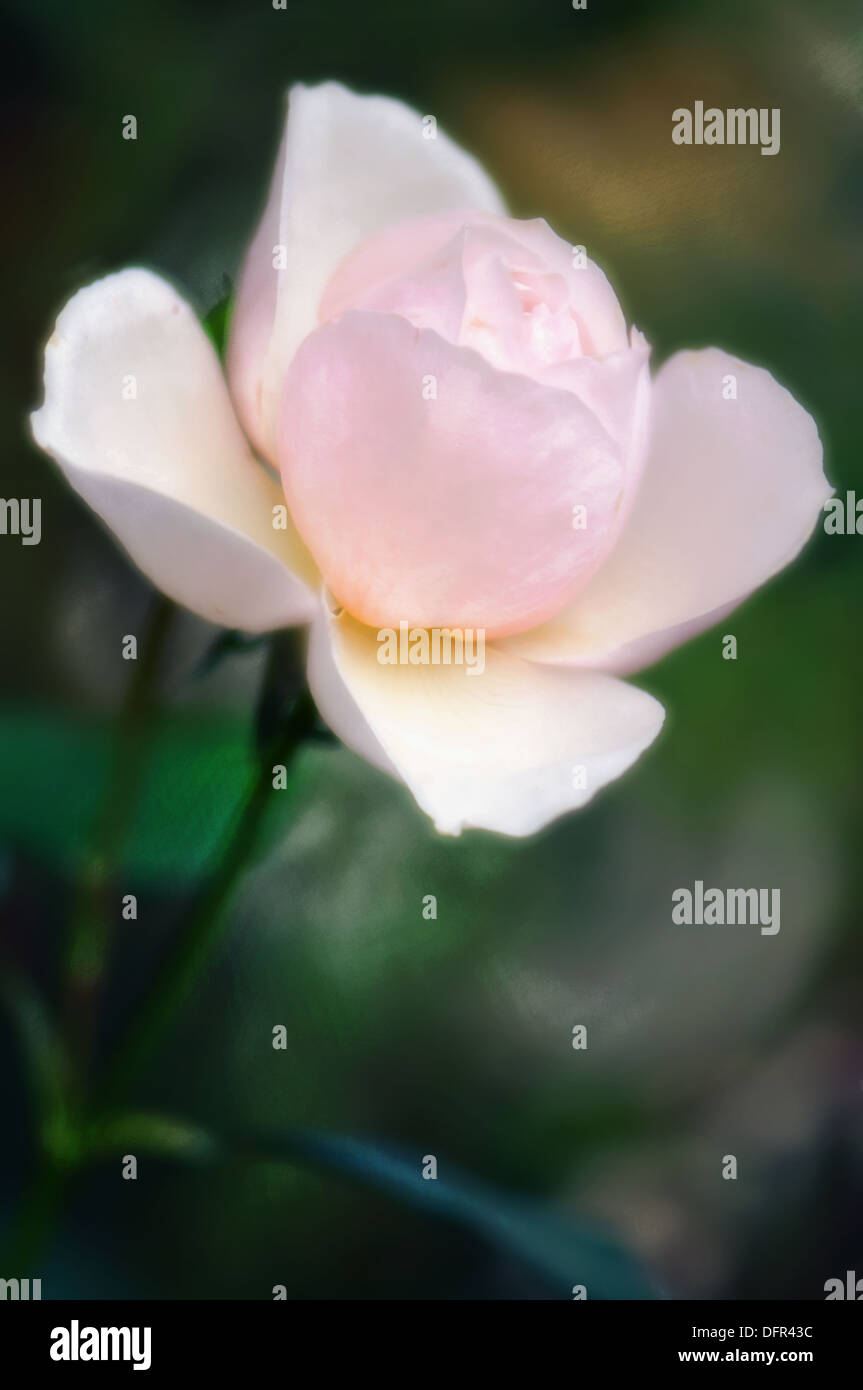 Unfolding rose hi-res stock photography and images - Alamy