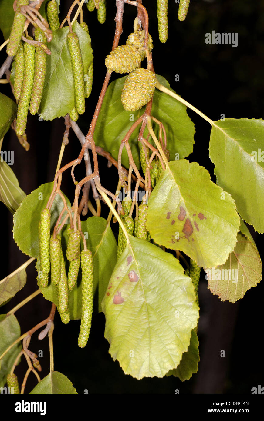 Alnus incana leaf hi-res stock photography and images - Alamy