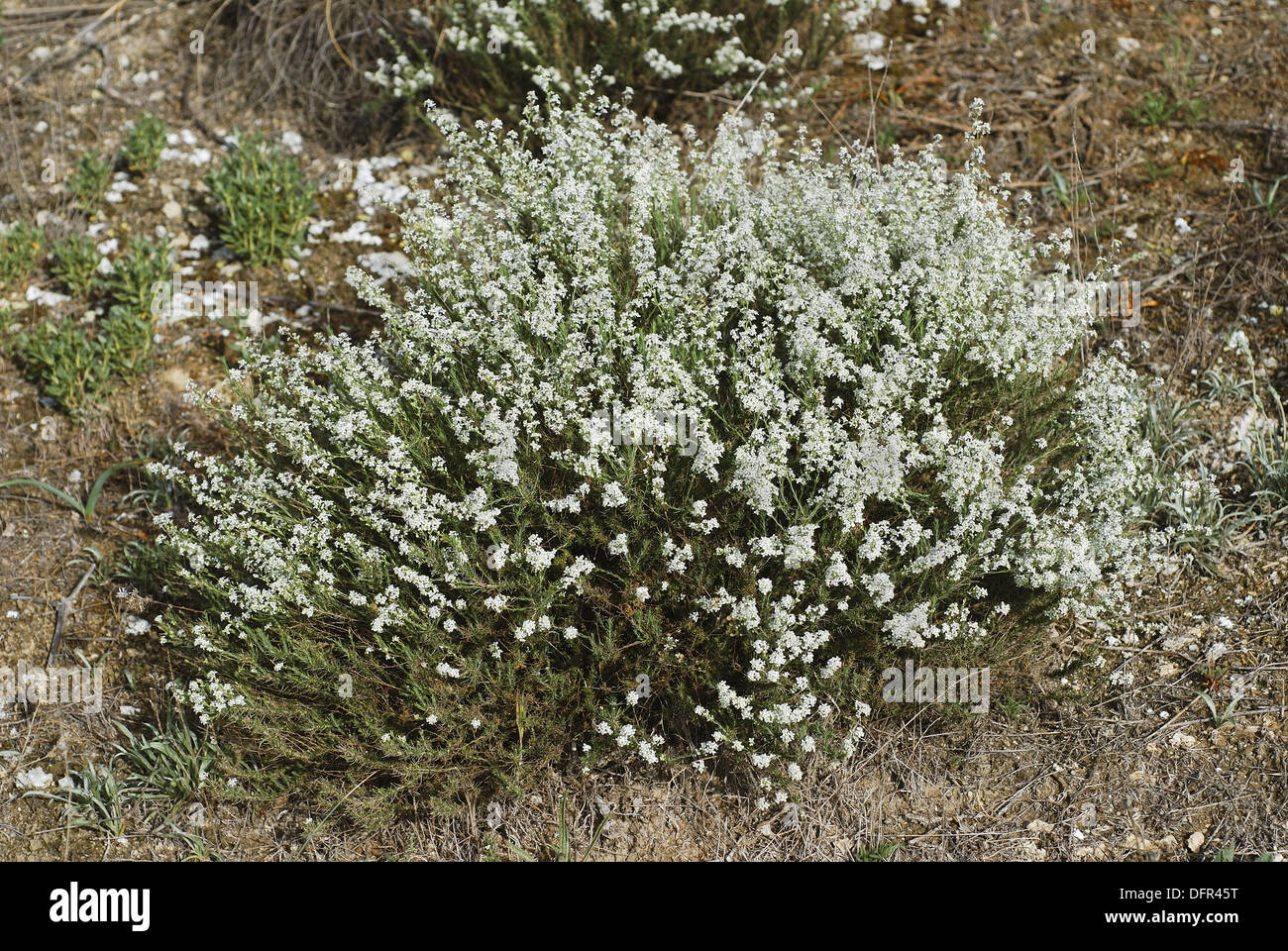 Subulatum hi-res stock photography and images - Alamy