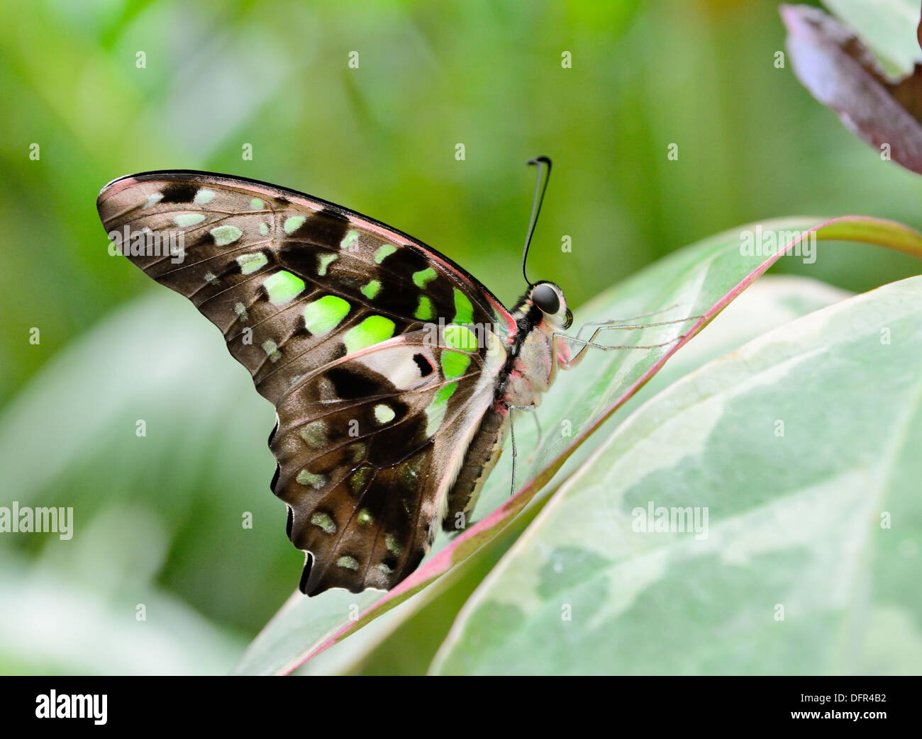 Tailed jay butterfly (Graphium agamemnon) siitting on the green plant ...
