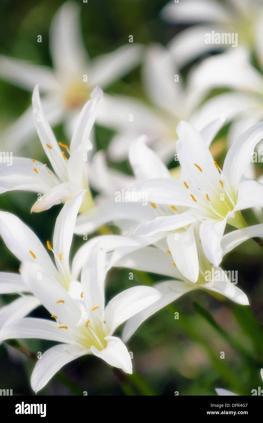 Crinum x powellii swamp hi-res stock photography and images - Alamy
