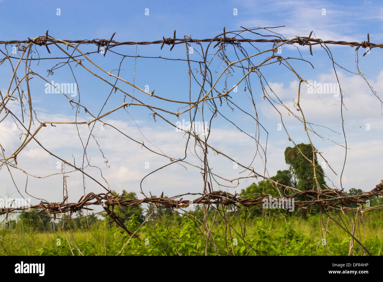 Tangled fence wire hi-res stock photography and images - Alamy