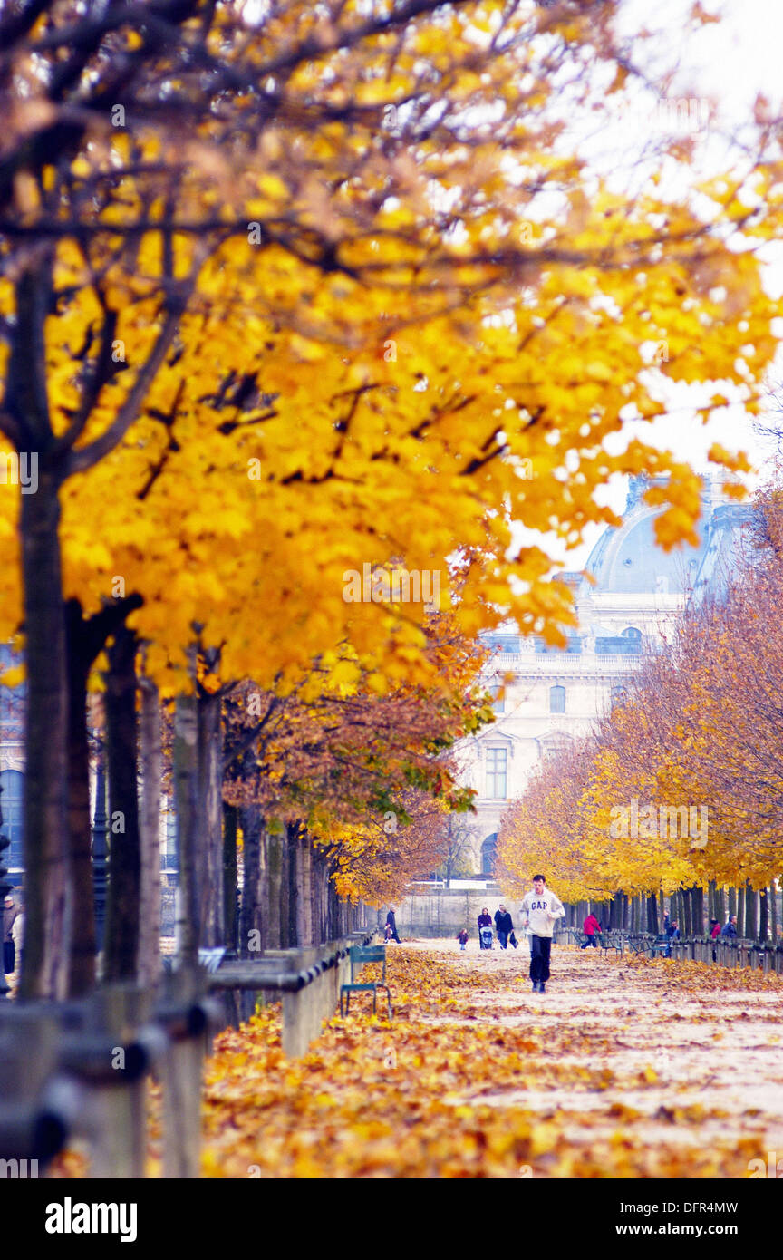 Trees in fall in Tuileries gardens. Paris. France Stock Photo - Alamy