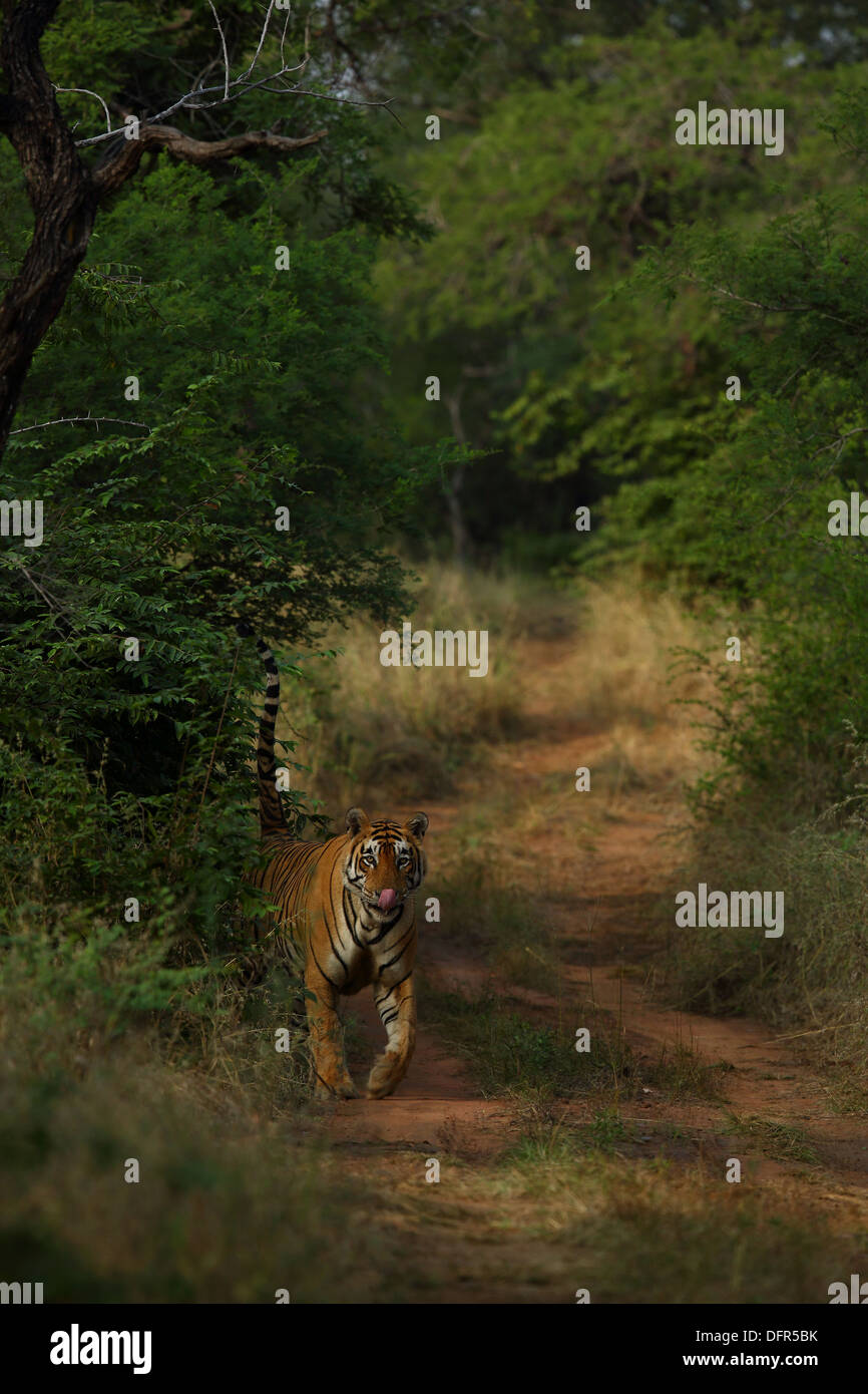 Head shot of Royal bengal tiger in monsoon forest of Ranthambhore ...