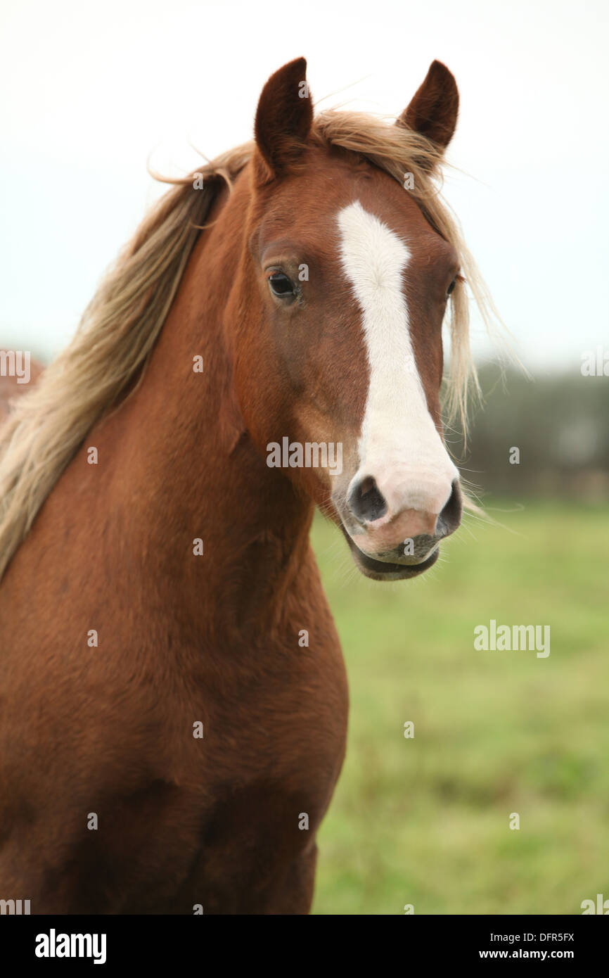 Portrait of welsh pony looking at you on pasturage Stock Photo - Alamy