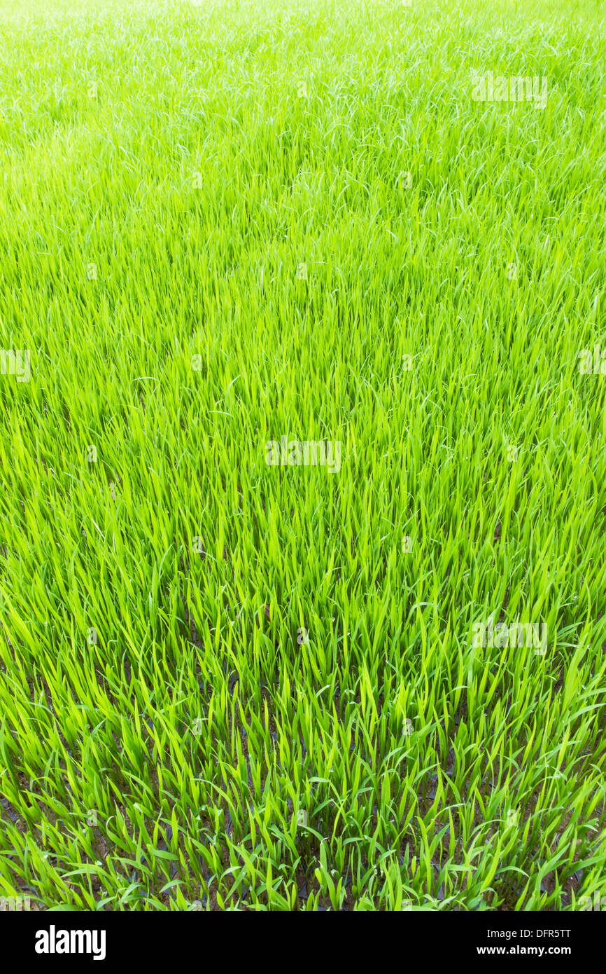 Young rice in farm of Thailand in Southeast Asia Stock Photo - Alamy