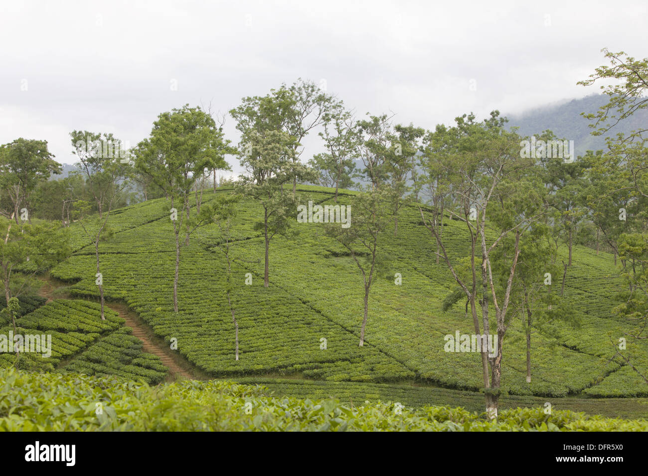 Tea garden scene hi-res stock photography and images - Alamy