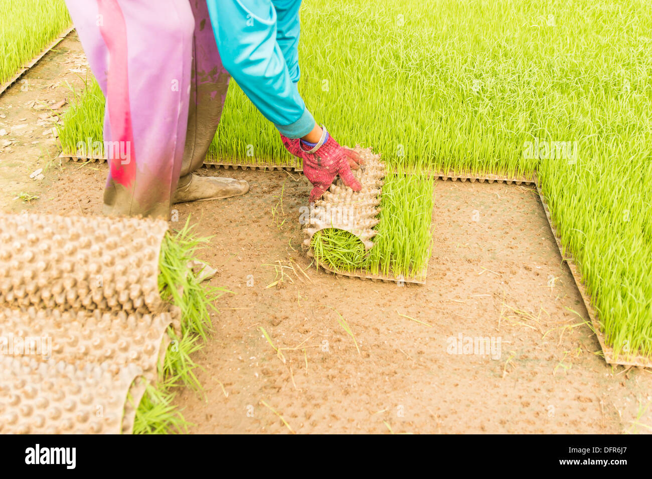 Rice nursery hi-res stock photography and images - Alamy