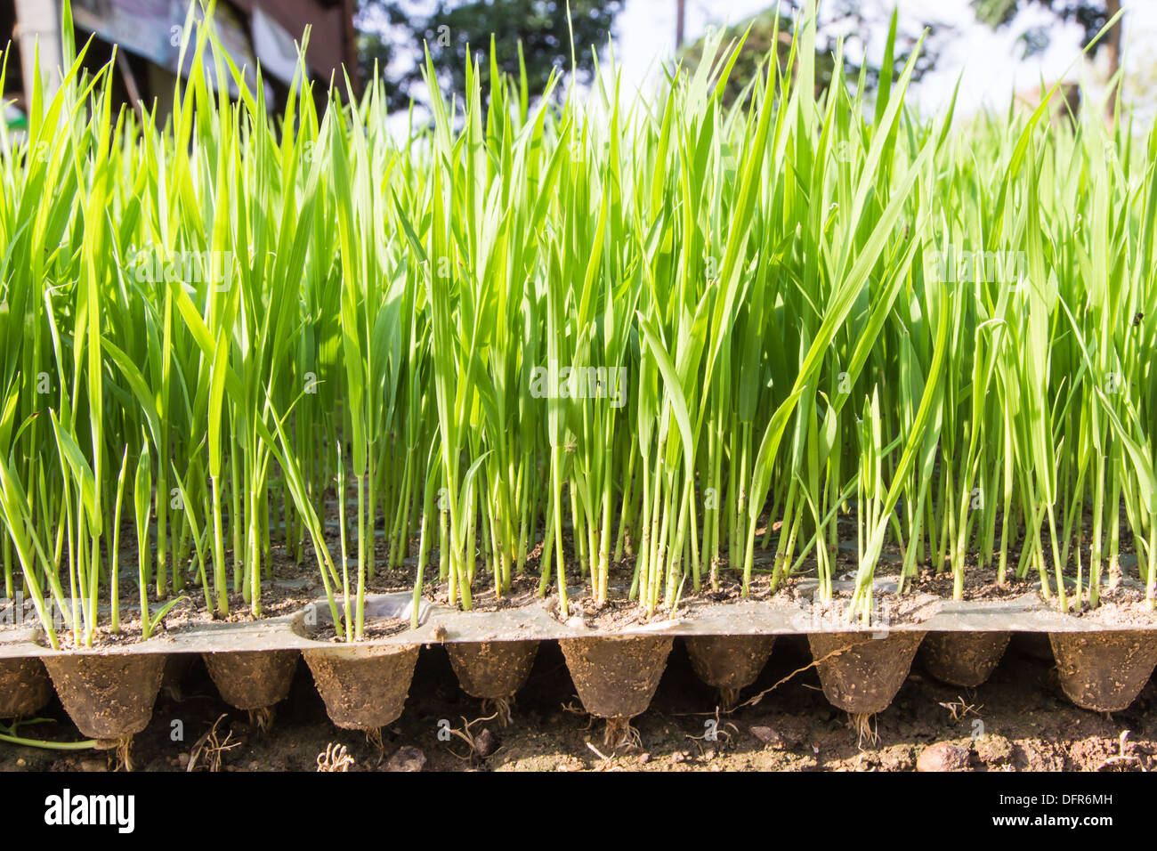 Nursery rice field hi-res stock photography and images - Alamy
