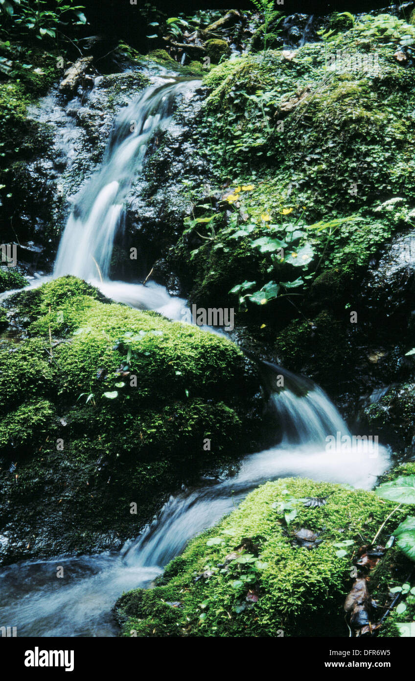 Water cascade on a stream in Slovenia Stock Photo - Alamy