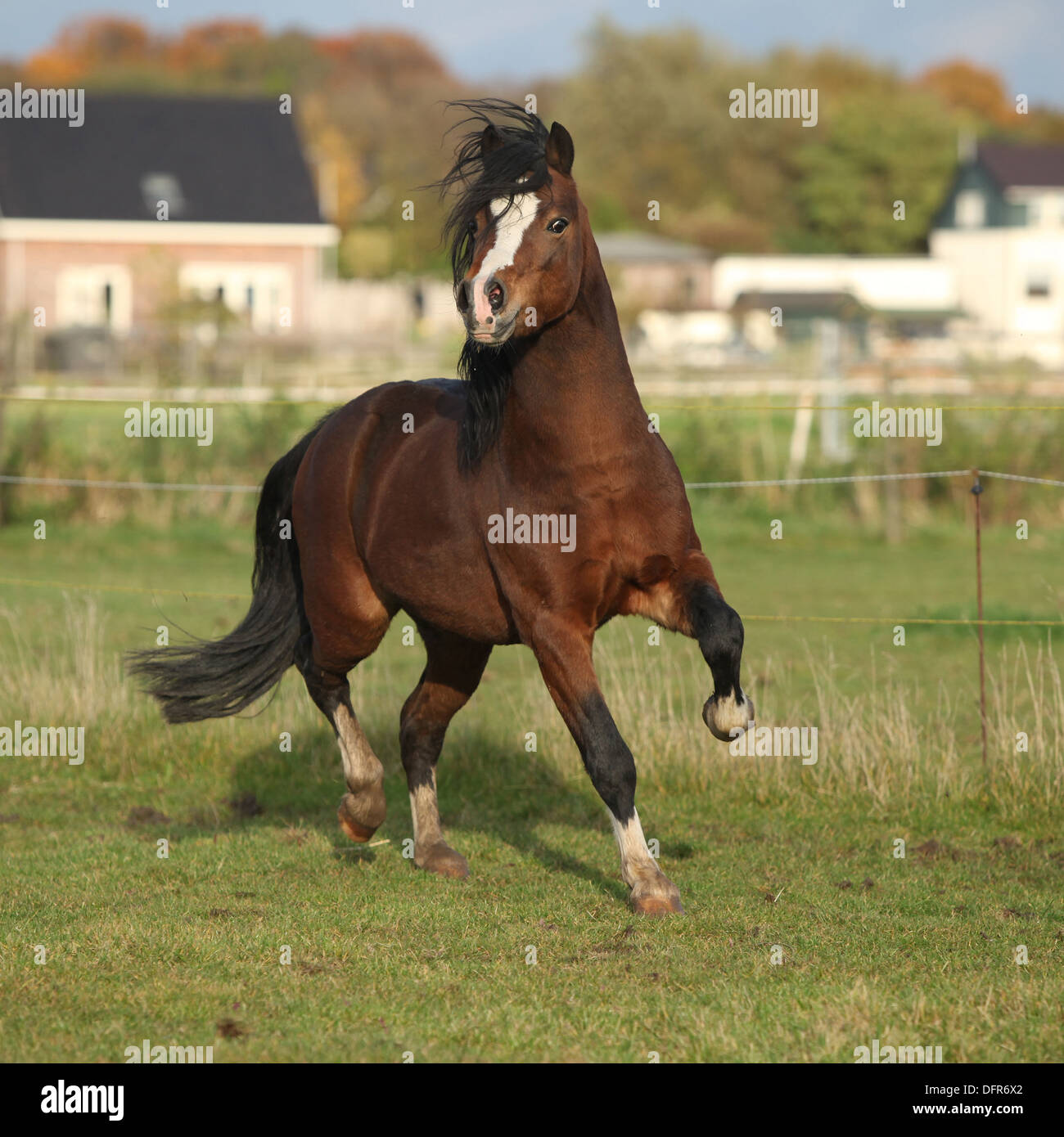 Brown welsh mountain pony stallion with black hair galloping in autumn ...