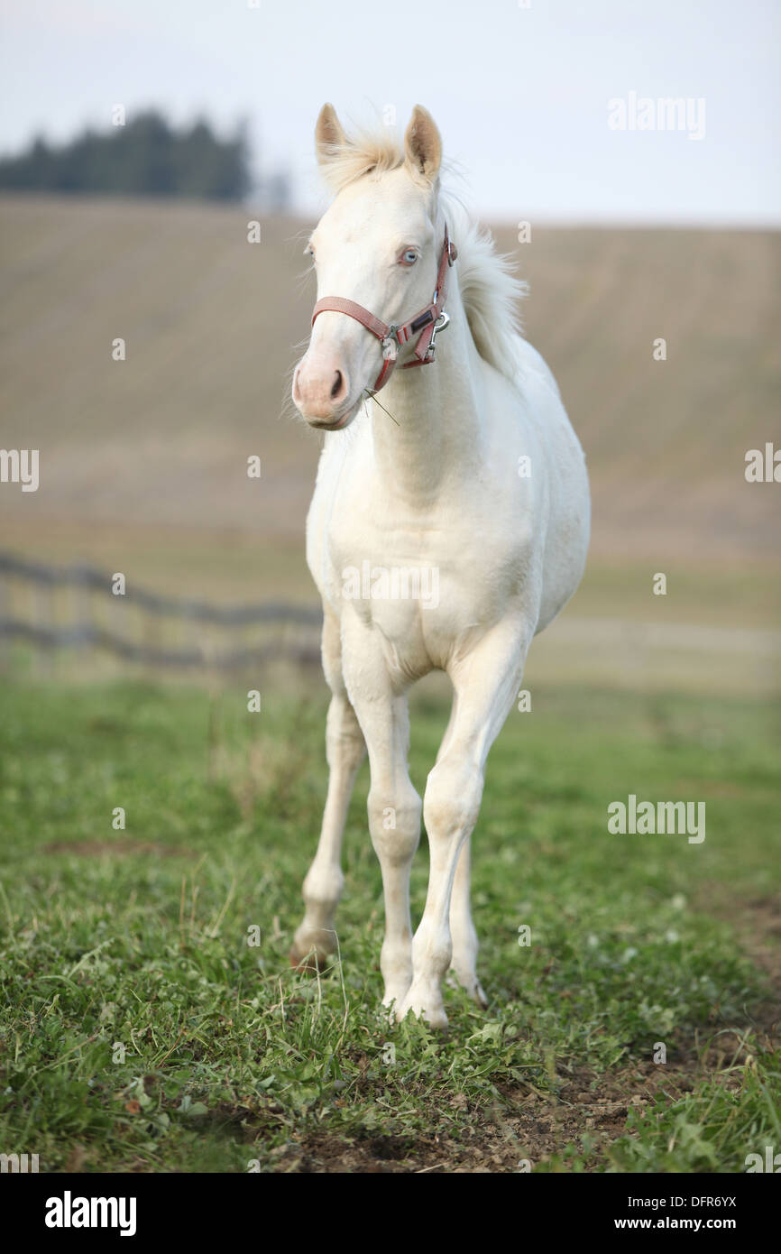 Albino stallion hi-res stock photography and images - Alamy