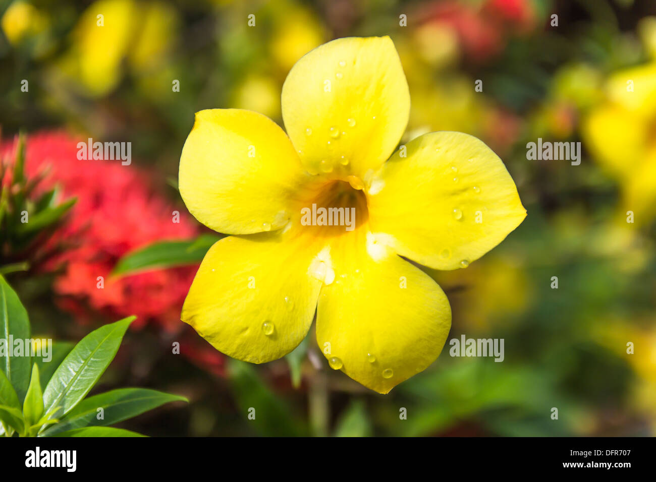 Allamanda flower hi-res stock photography and images - Alamy