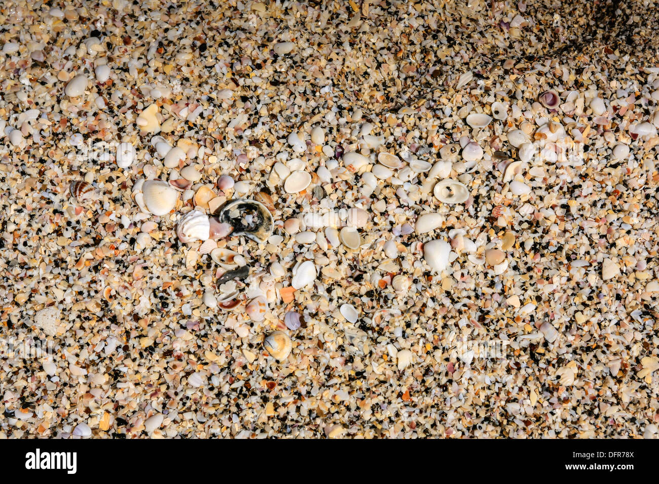 Florida gulf coast shells hi-res stock photography and images - Alamy